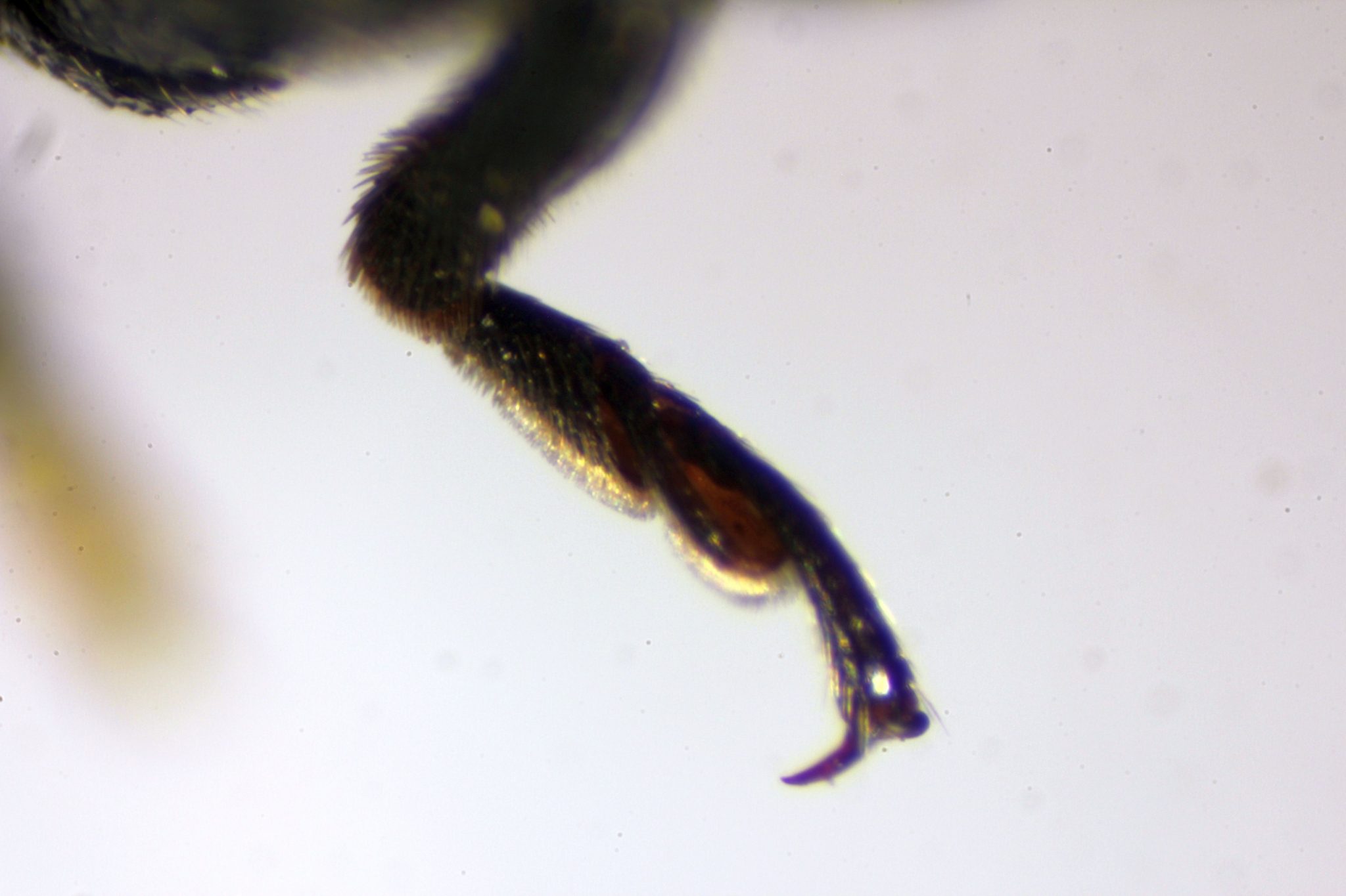 Coleoptera – Polyphaga II – UNBC BIOL 322, Entomology