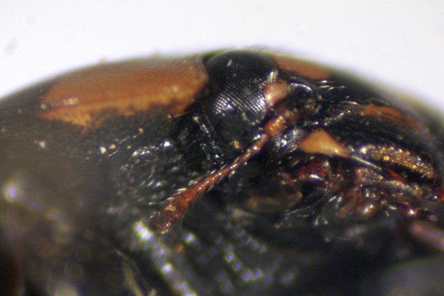 Coleoptera – Polyphaga II – UNBC BIOL 322, Entomology