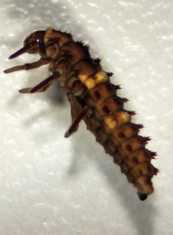 Coleoptera – Polyphaga II – UNBC BIOL 322, Entomology