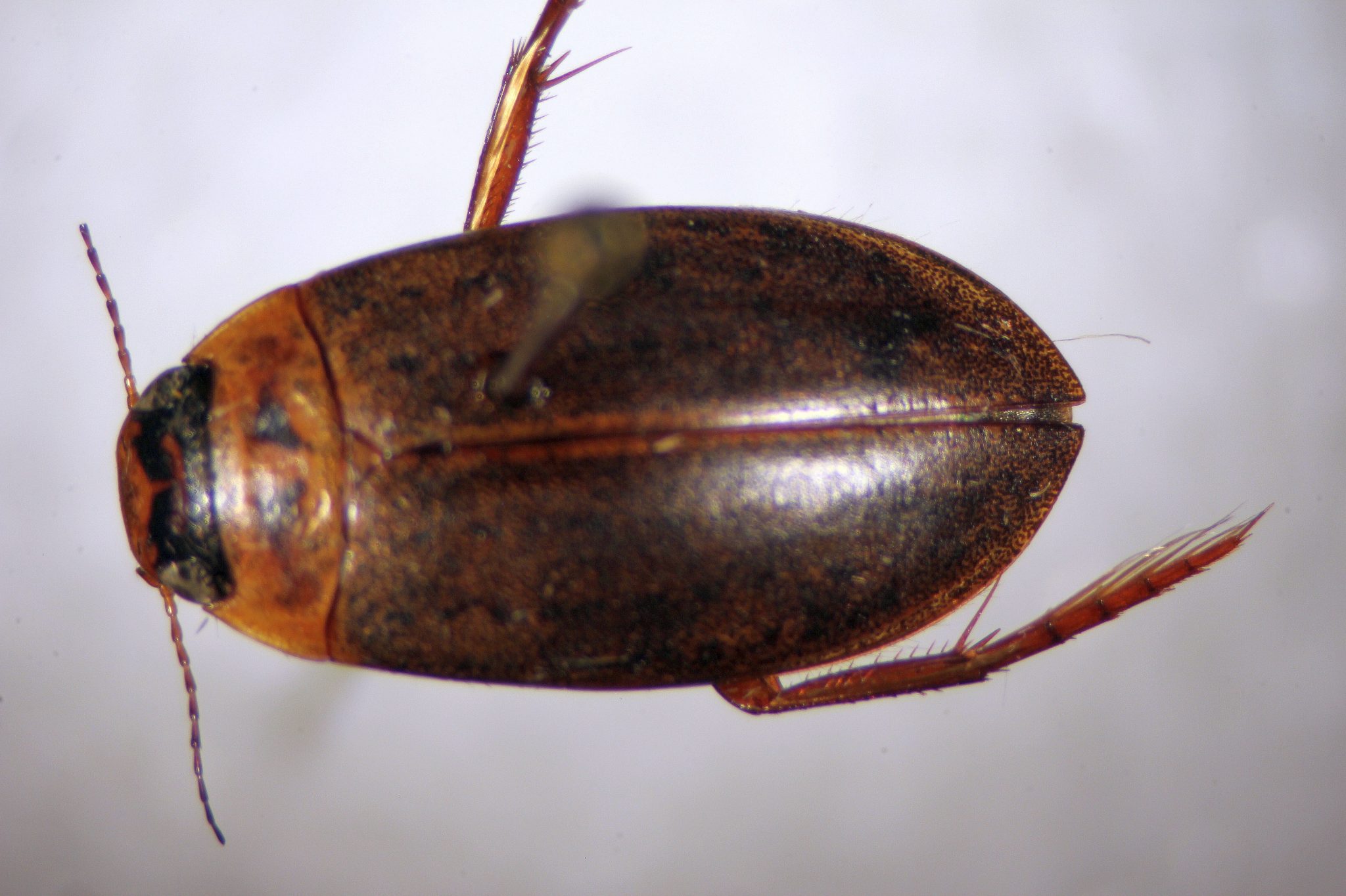 Coleoptera – Adephaga – UNBC BIOL 322, Entomology