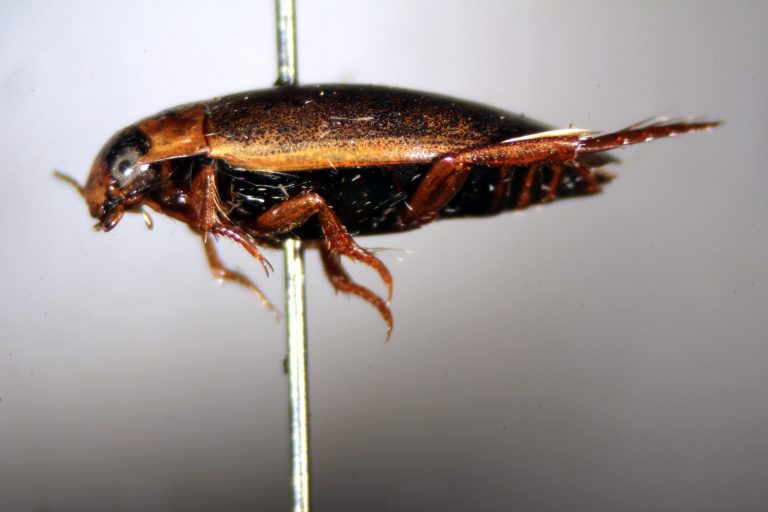 Coleoptera – Adephaga – UNBC BIOL 322, Entomology