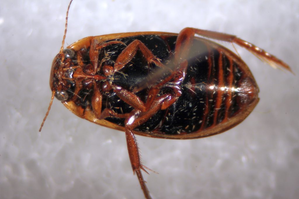Coleoptera – Adephaga – UNBC BIOL 322, Entomology