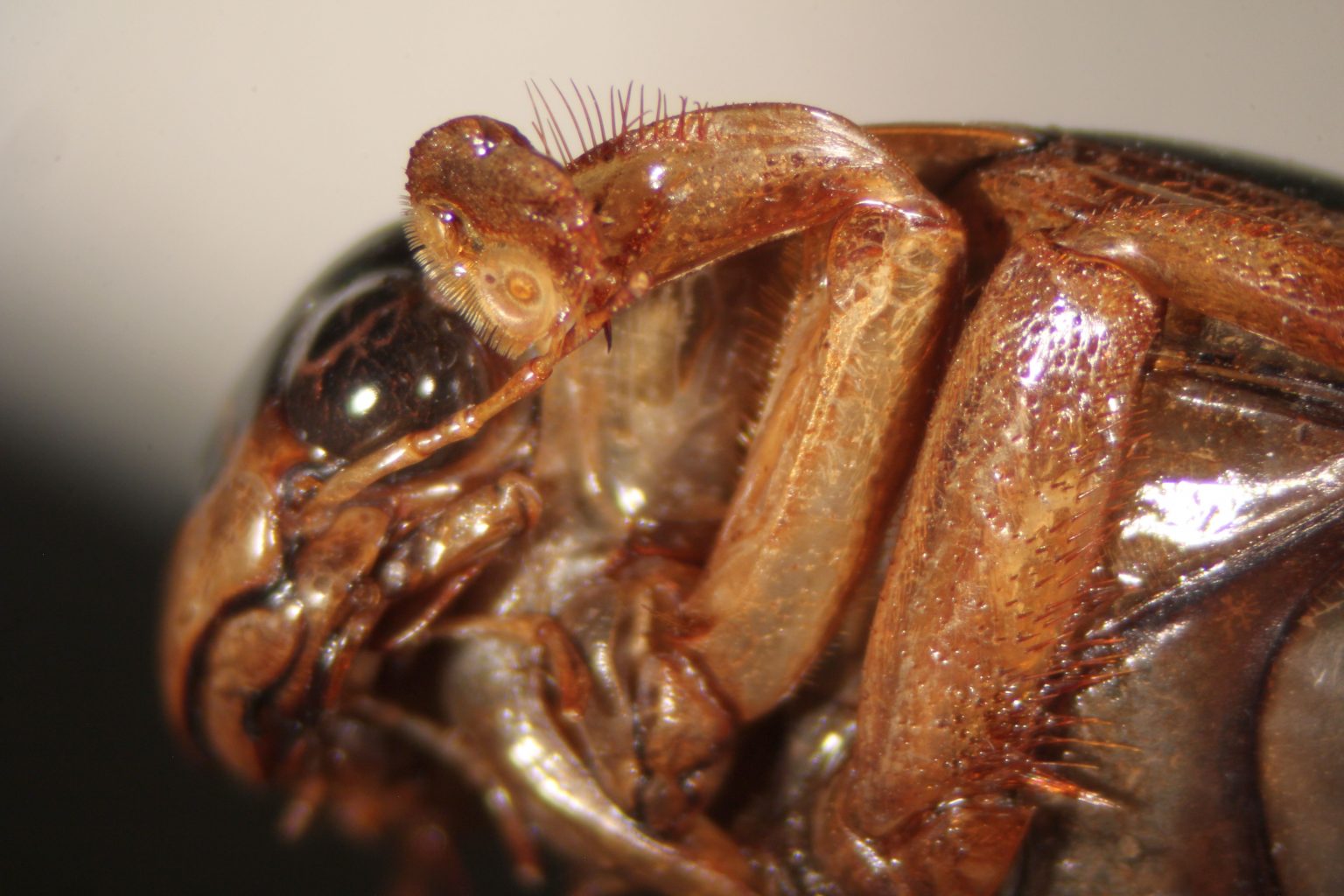 Coleoptera – Adephaga – UNBC BIOL 322, Entomology