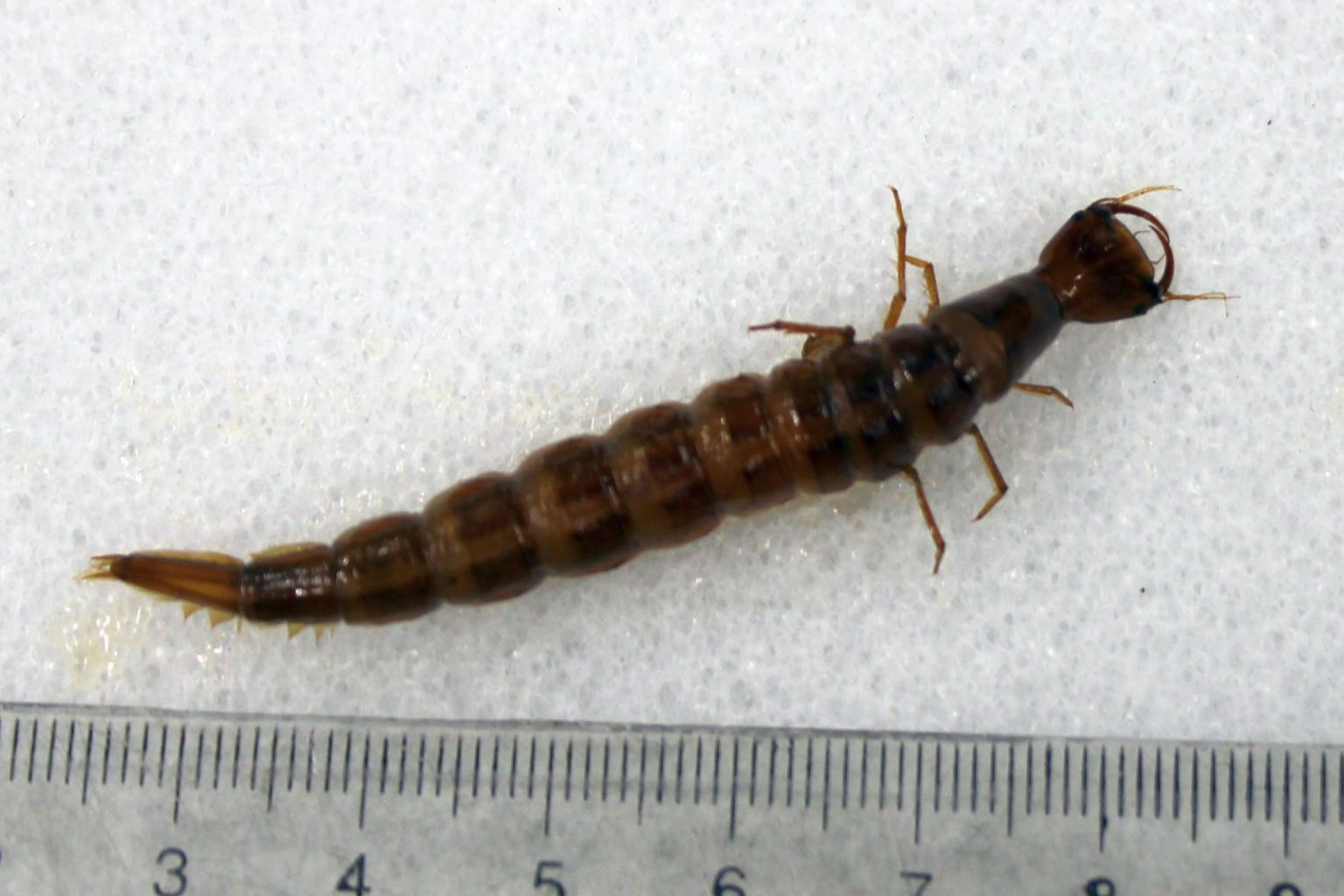 Coleoptera – Adephaga – UNBC BIOL 322, Entomology