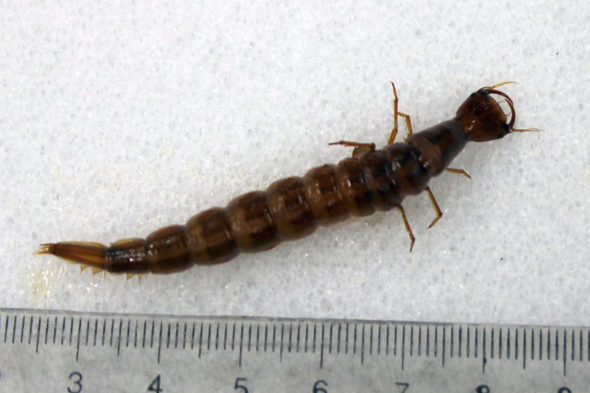 Coleoptera – Adephaga – UNBC BIOL 322, Entomology