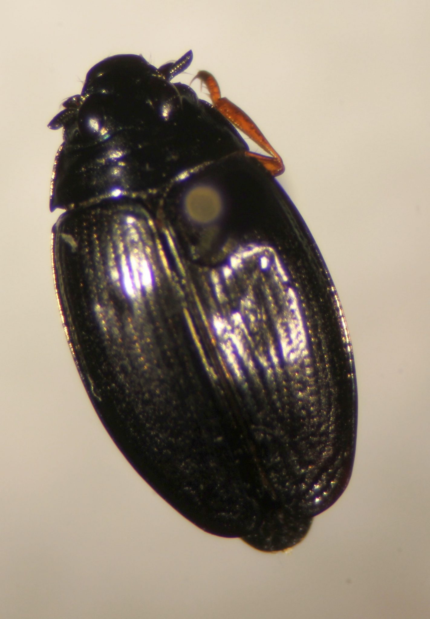 Coleoptera – Adephaga – UNBC BIOL 322, Entomology