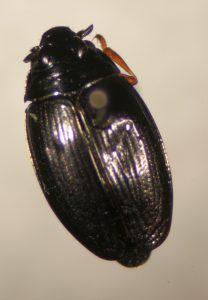 Coleoptera – Adephaga – UNBC BIOL 322, Entomology