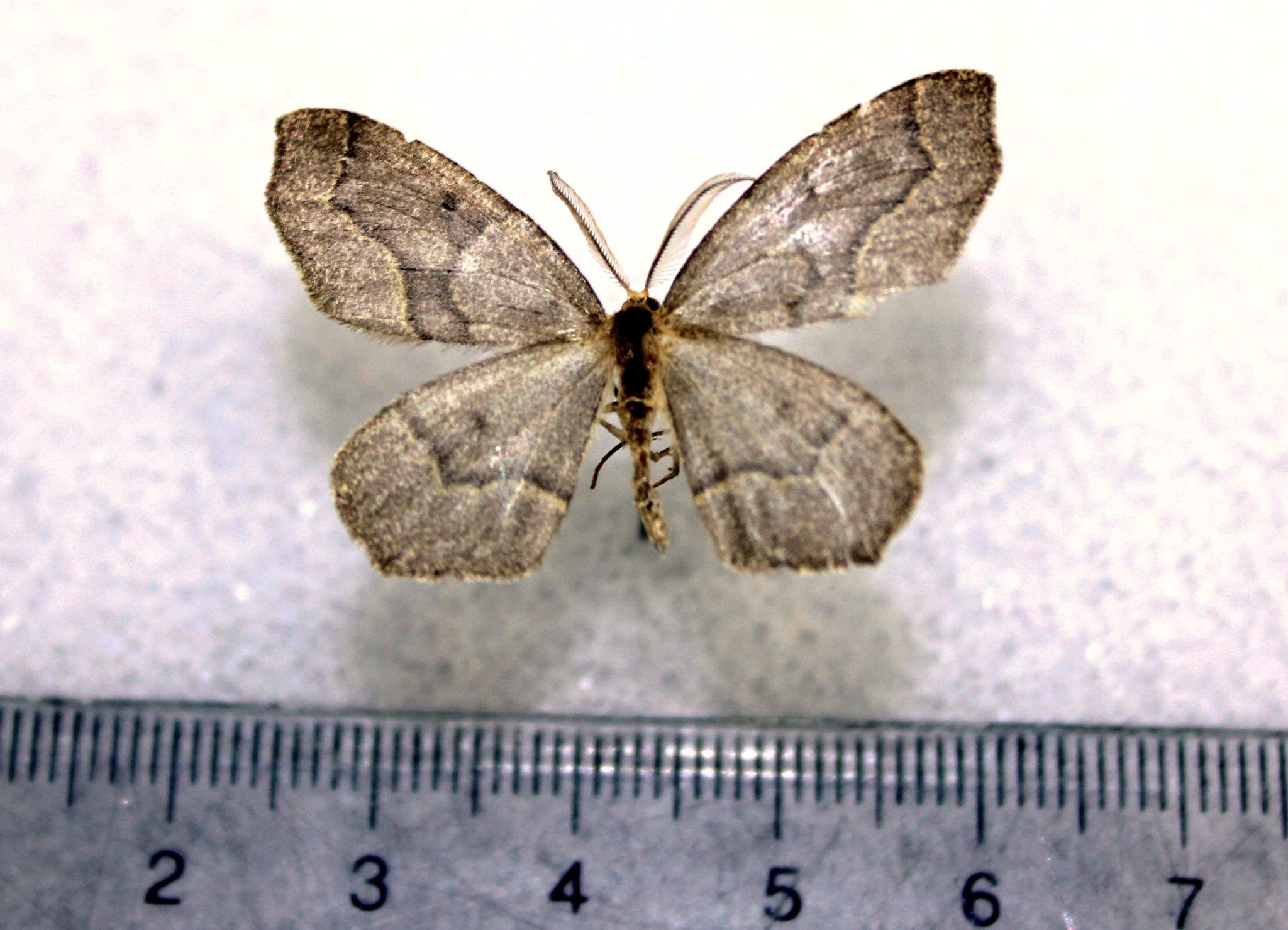 Lepidoptera Families II – UNBC BIOL 322, Entomology