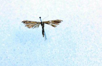 Lepidoptera Families I – UNBC BIOL 322, Entomology