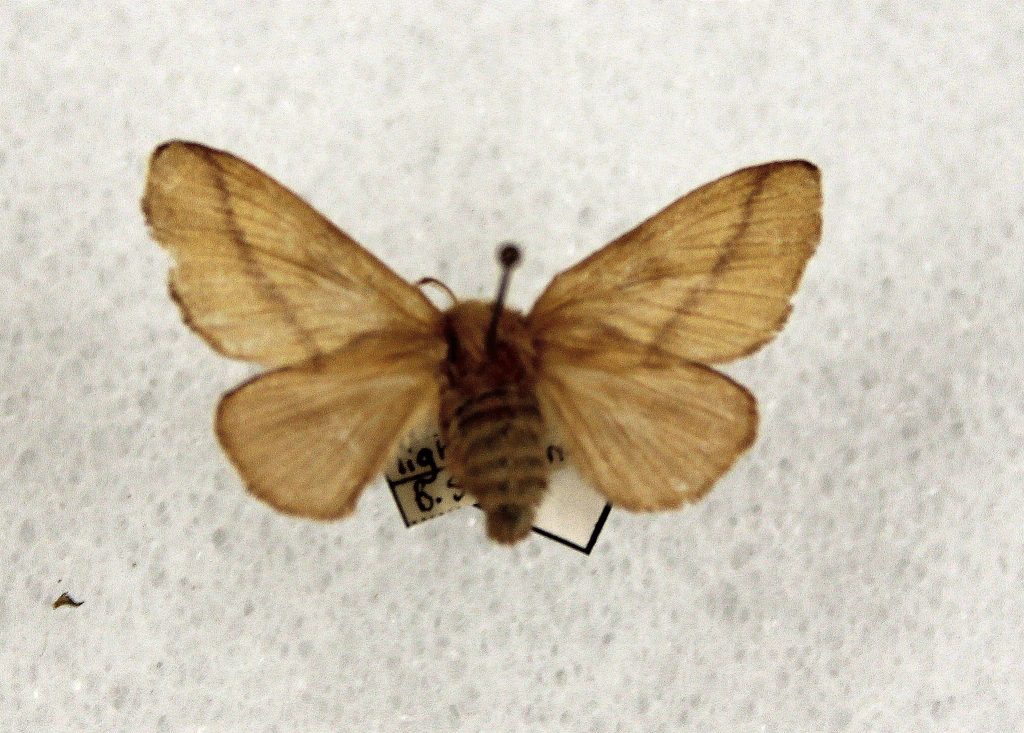 Lepidoptera Families II – UNBC BIOL 322, Entomology