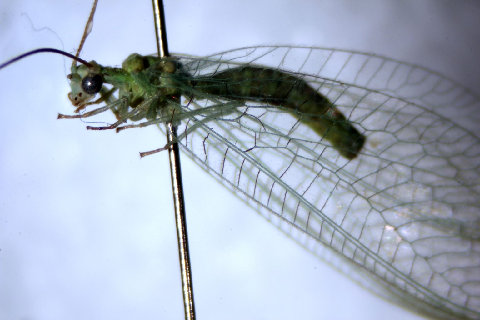 Neuroptera – UNBC BIOL 322, Entomology