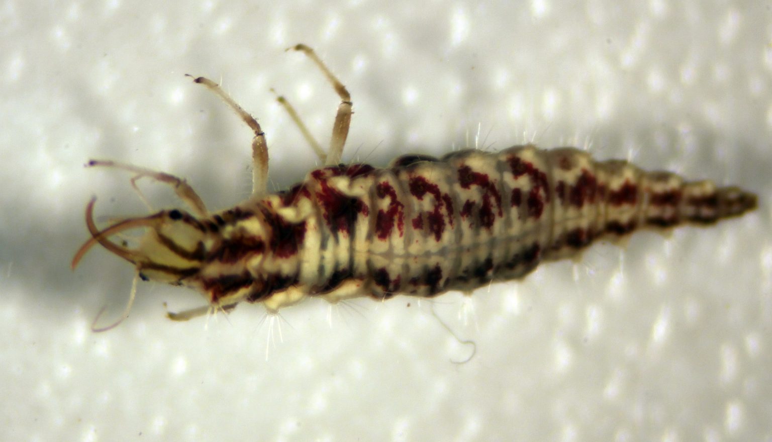 Neuroptera – UNBC BIOL 322, Entomology