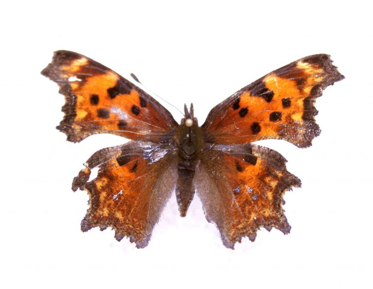 Lepidoptera Families II – UNBC BIOL 322, Entomology