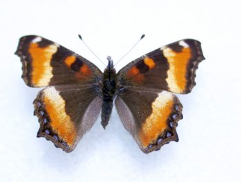 Lepidoptera Families II – UNBC BIOL 322, Entomology