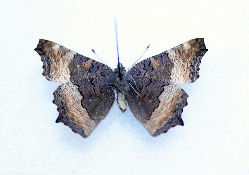 Lepidoptera Families II – UNBC BIOL 322, Entomology