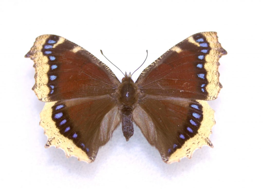 Lepidoptera Families II – UNBC BIOL 322, Entomology