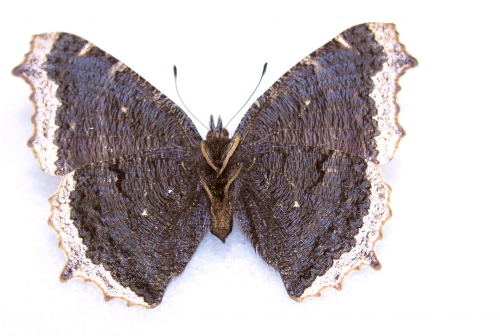 Lepidoptera Families II – UNBC BIOL 322, Entomology