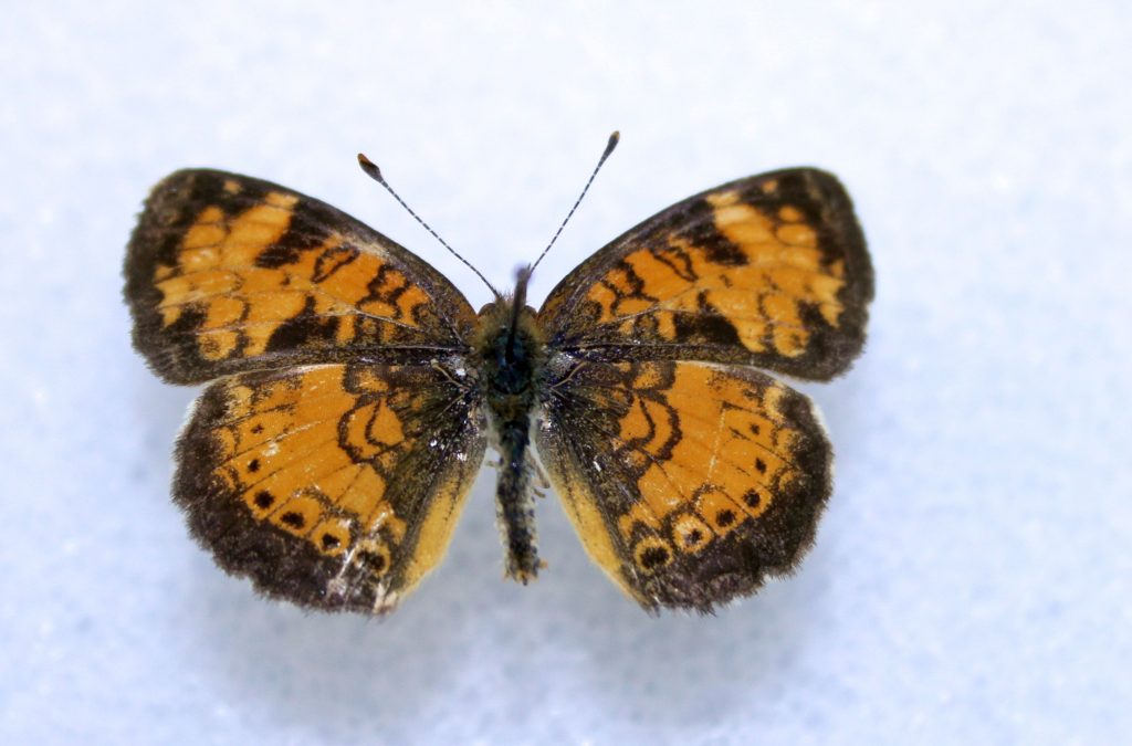 Lepidoptera Families II – UNBC BIOL 322, Entomology