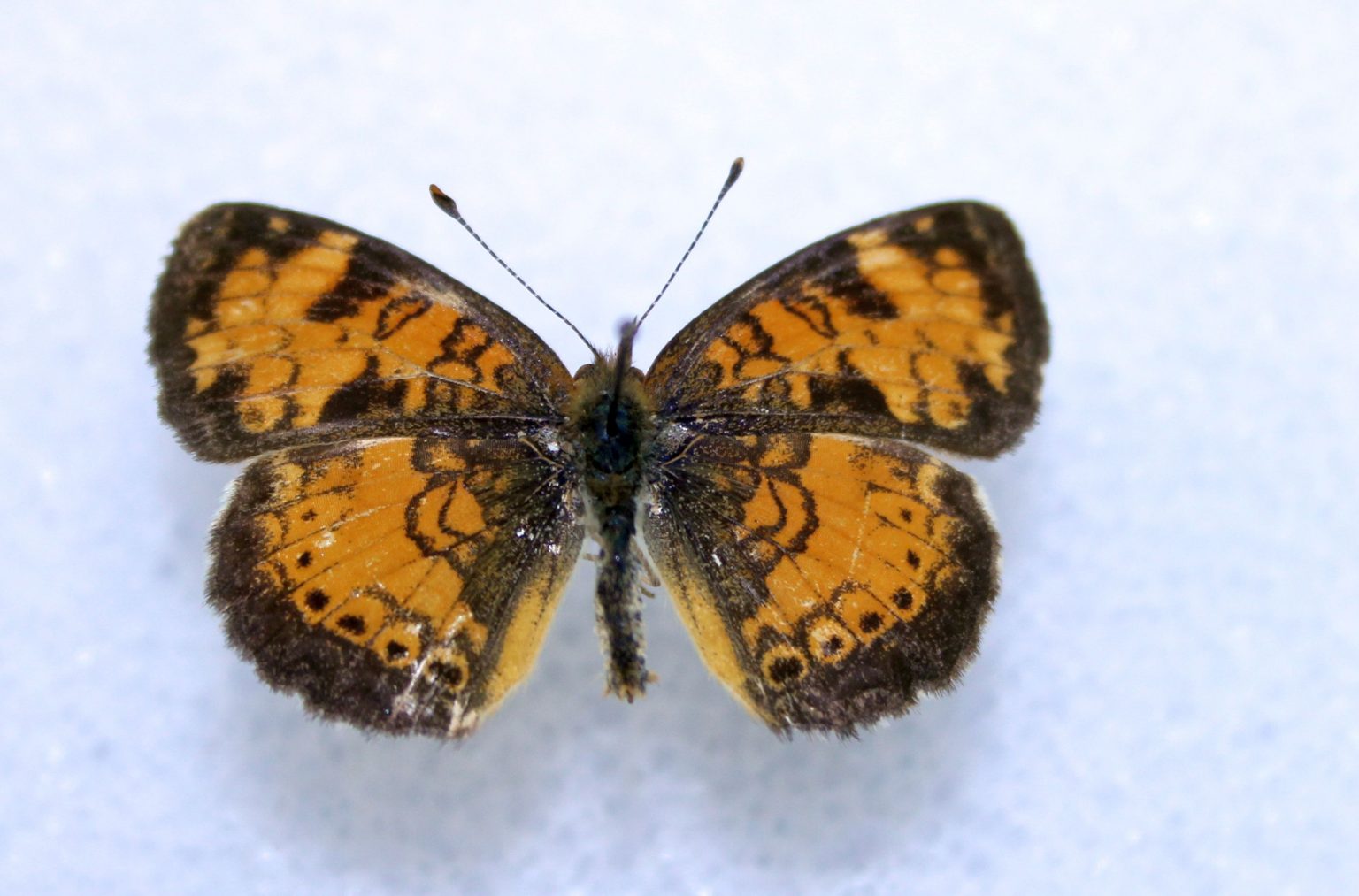 Lepidoptera Families II – UNBC BIOL 322, Entomology