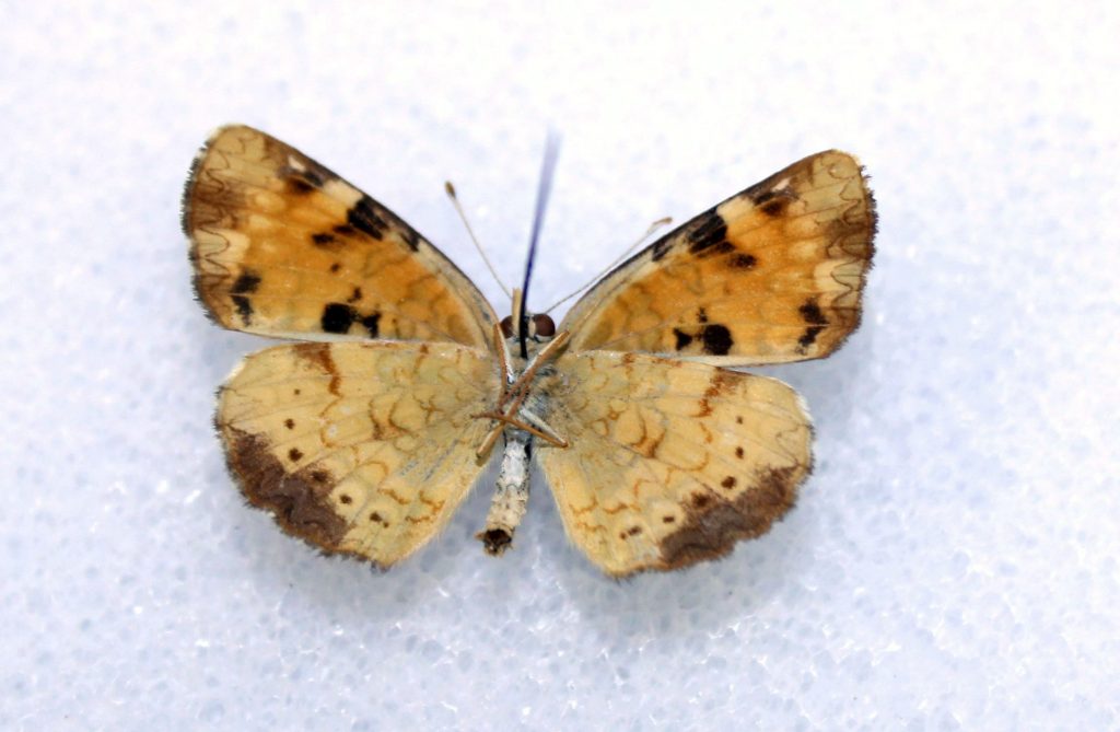 Lepidoptera Families II – UNBC BIOL 322, Entomology