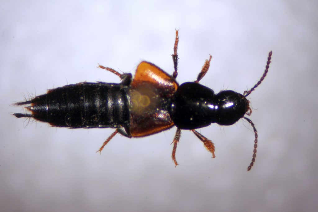 Coleoptera – Polyphaga I – UNBC BIOL 322, Entomology