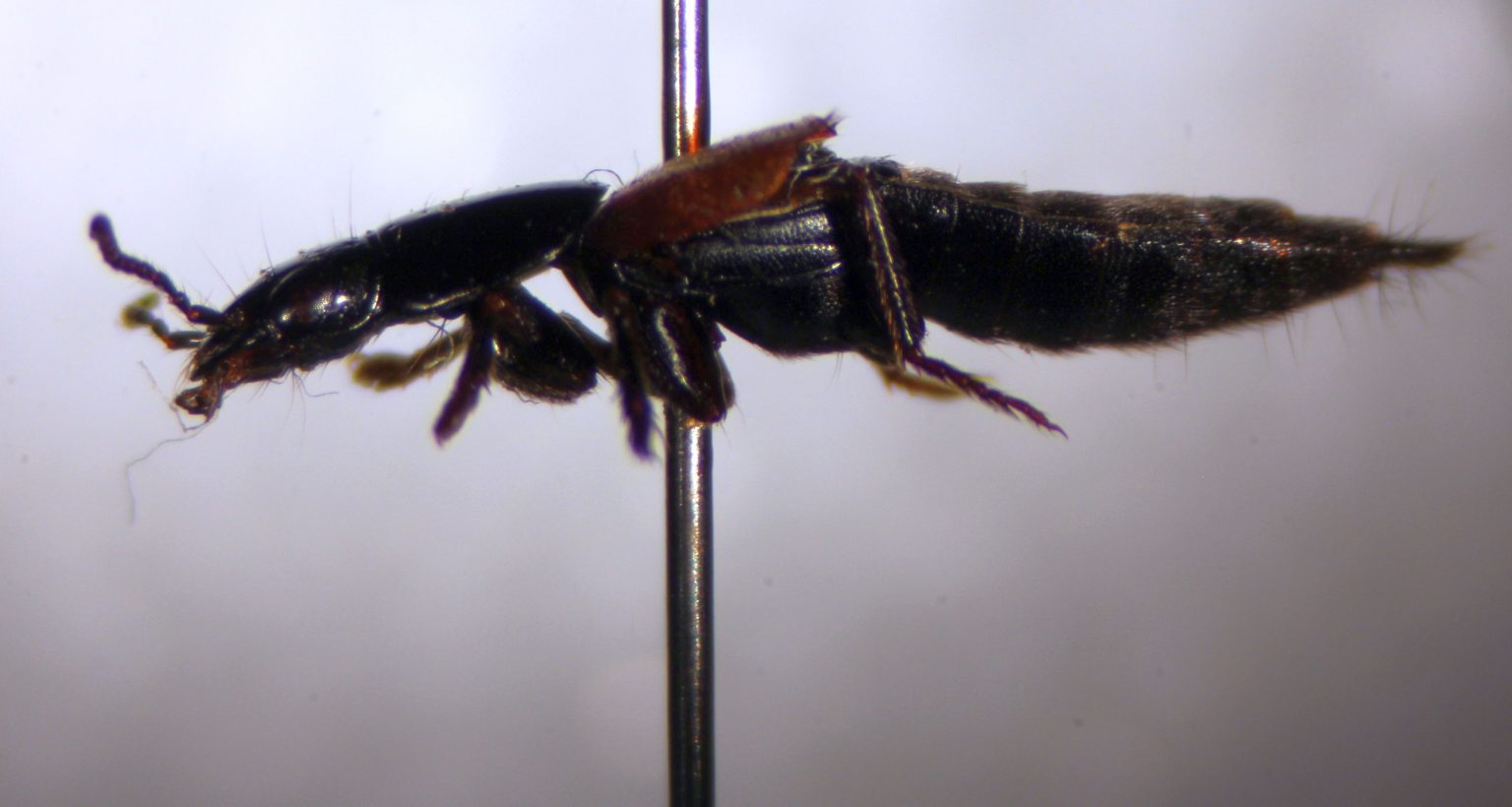 Coleoptera – Polyphaga I – UNBC BIOL 322, Entomology