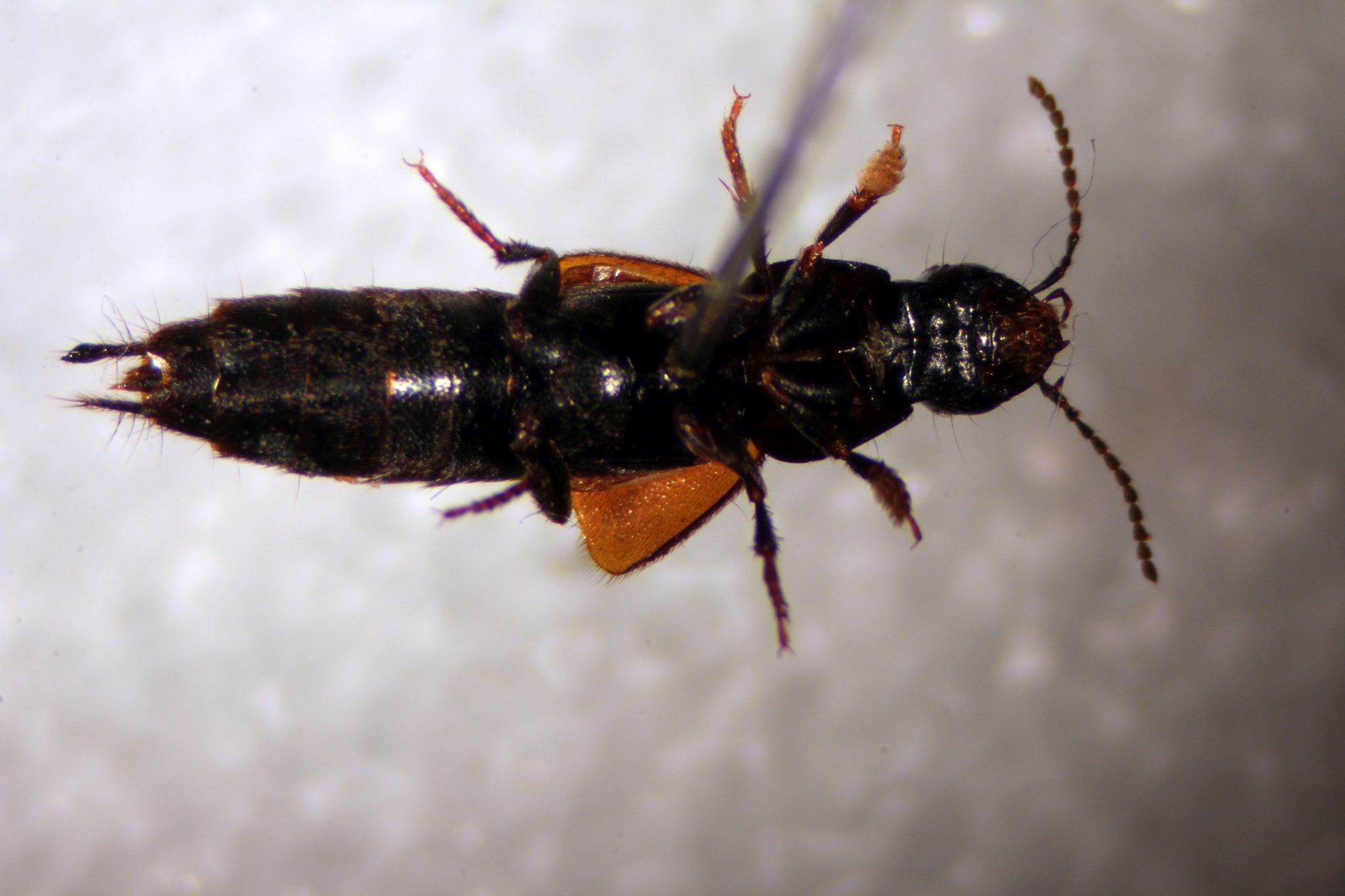 Coleoptera – Polyphaga I – UNBC BIOL 322, Entomology