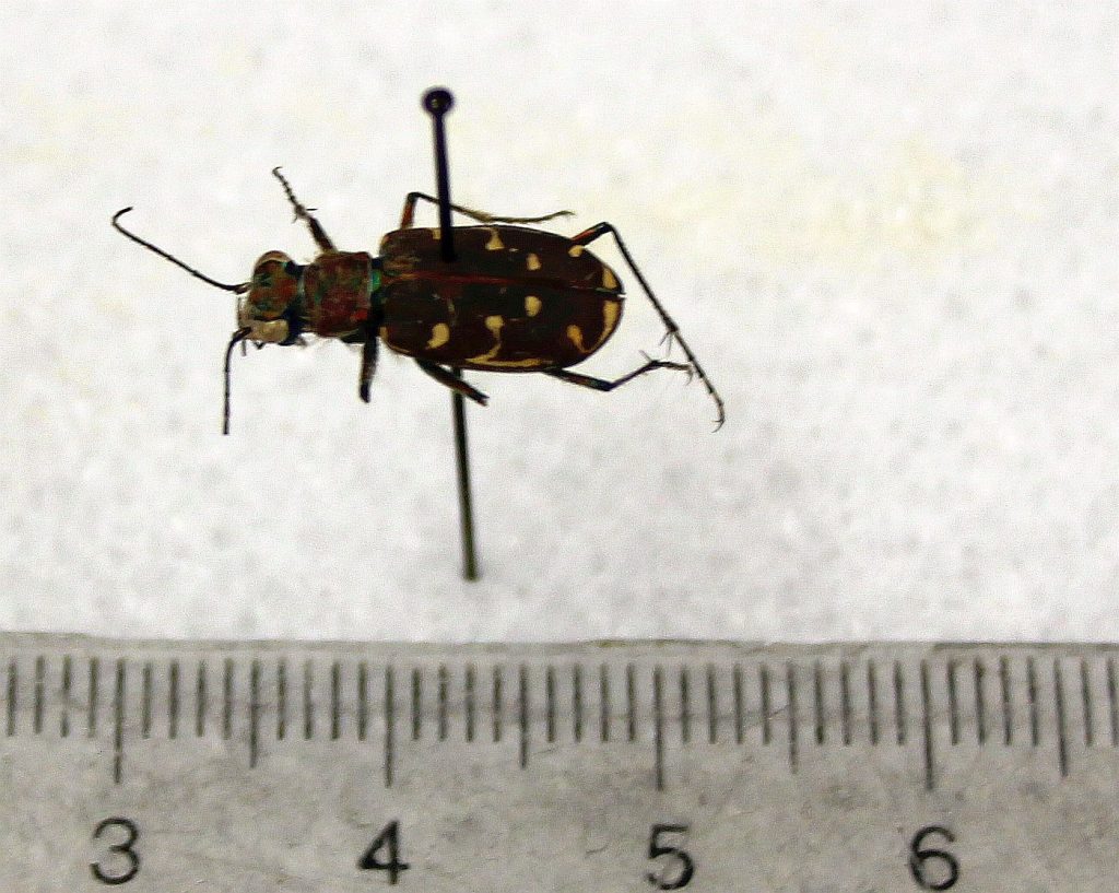 Coleoptera – Adephaga – UNBC BIOL 322, Entomology