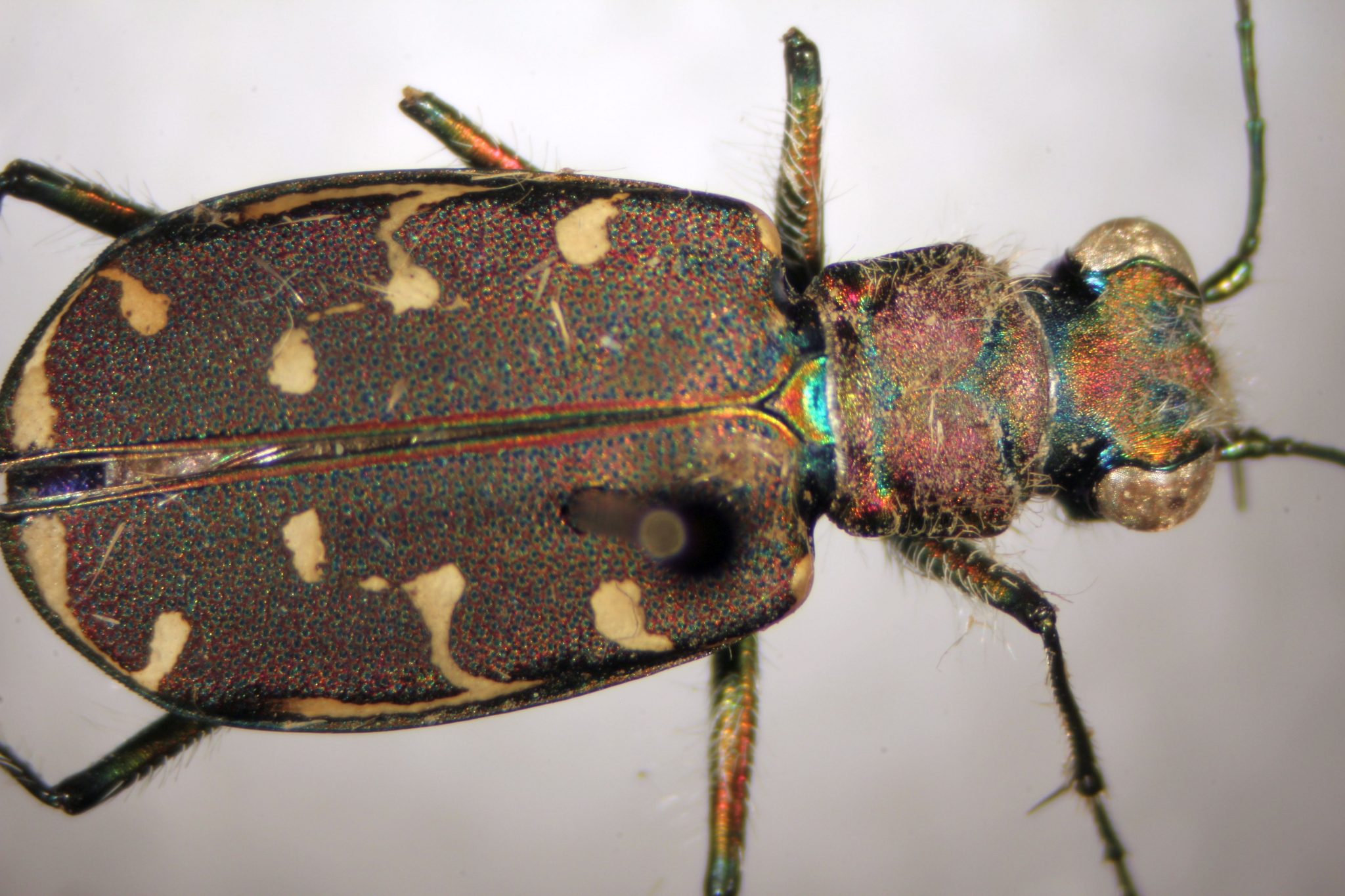 Coleoptera – Adephaga – UNBC BIOL 322, Entomology