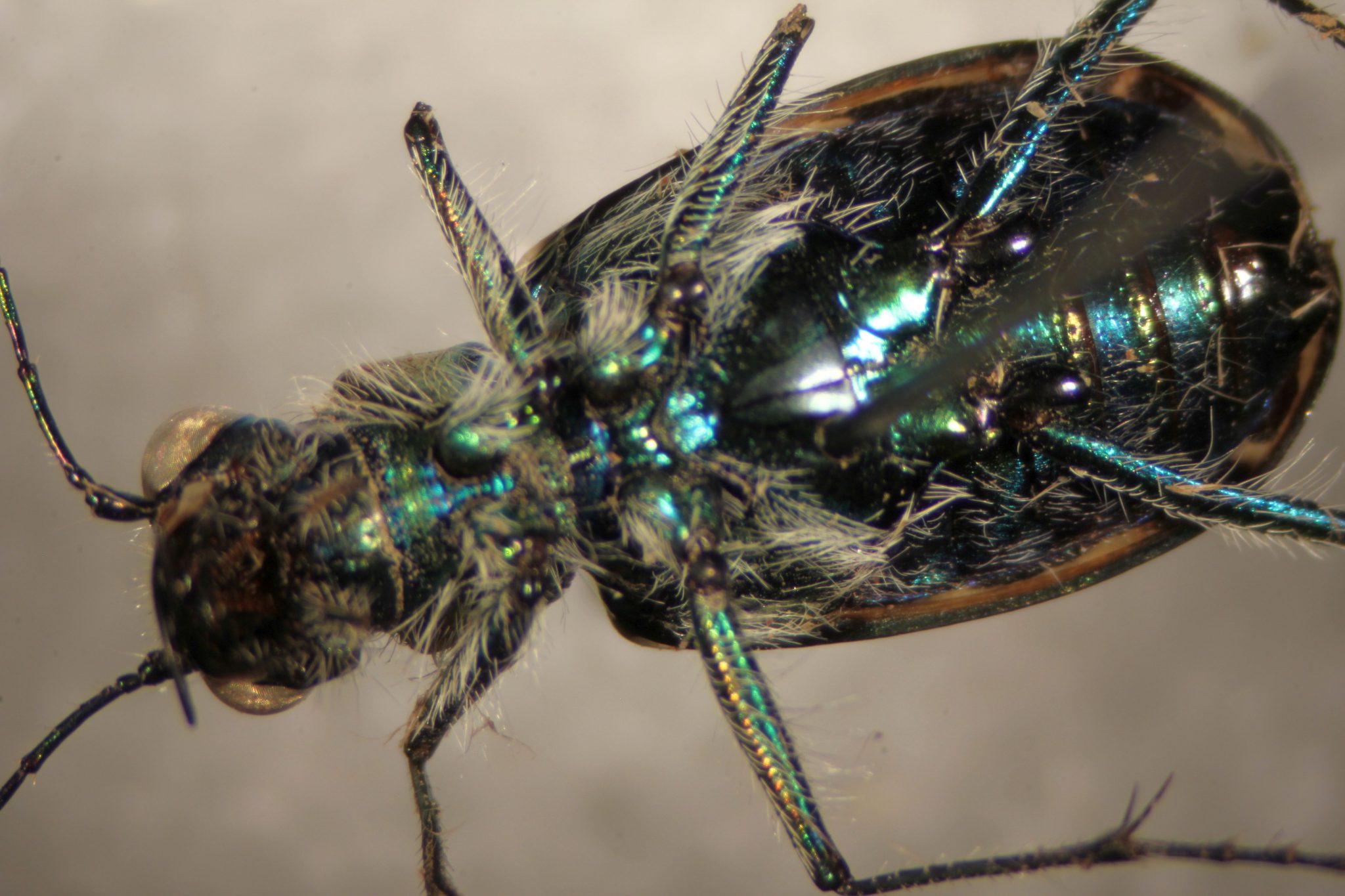 Coleoptera – Adephaga – UNBC BIOL 322, Entomology