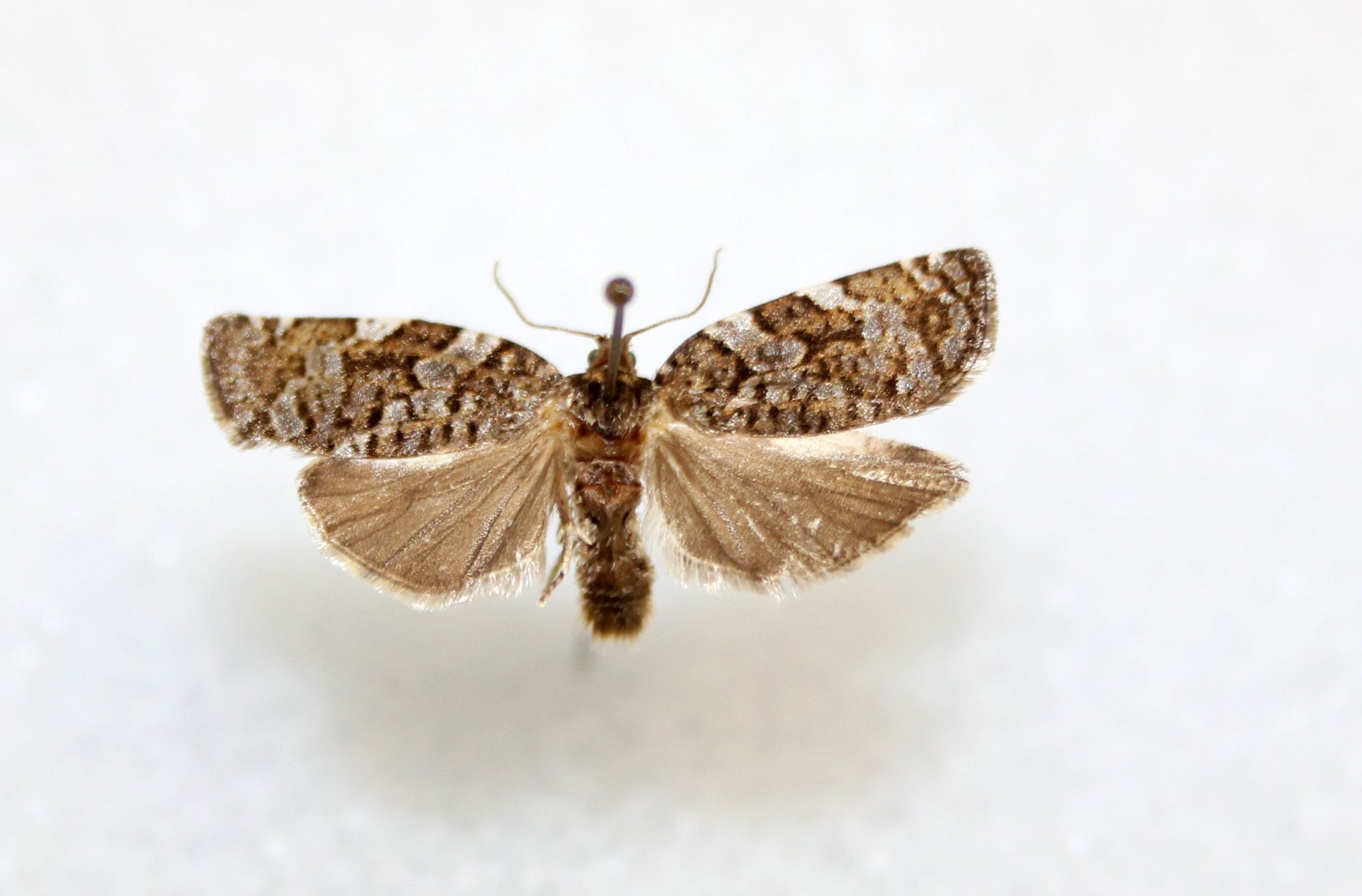 Lepidoptera Families I – UNBC BIOL 322, Entomology