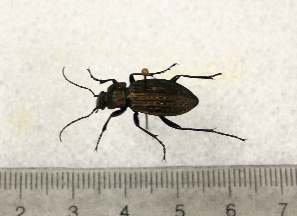 Coleoptera – Adephaga – UNBC BIOL 322, Entomology