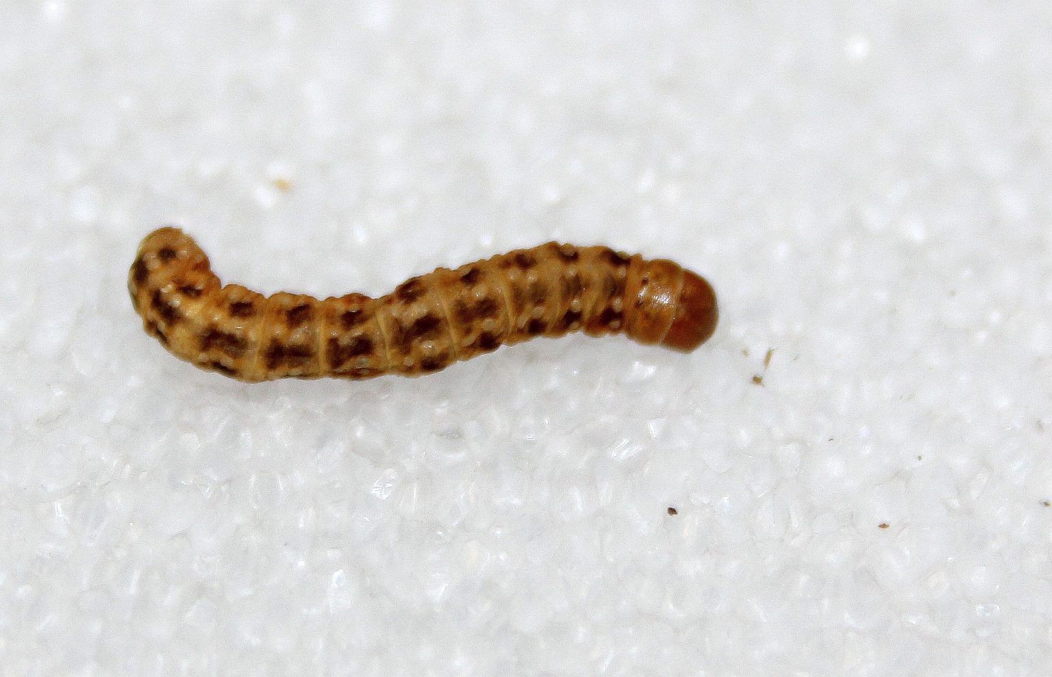 Lepidoptera Families I – UNBC BIOL 322, Entomology