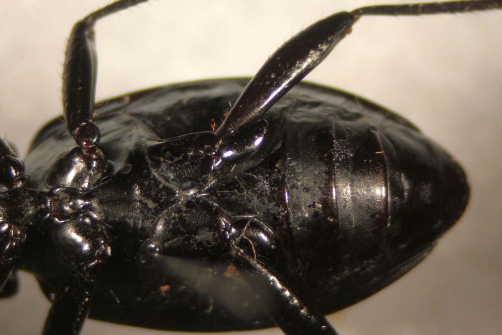 Coleoptera – Adephaga – UNBC BIOL 322, Entomology