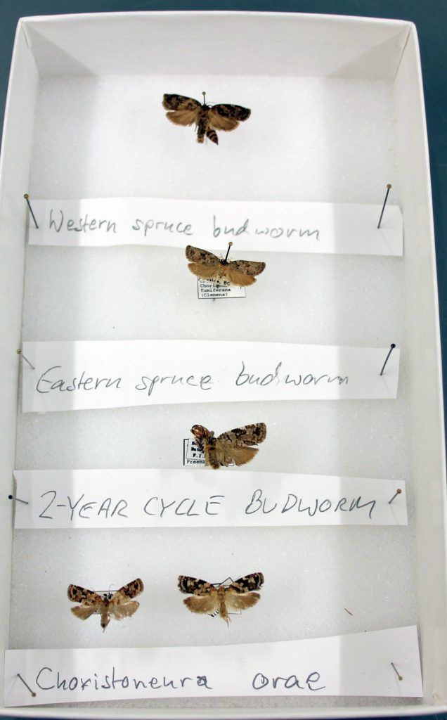 Lepidoptera Families I – UNBC BIOL 322, Entomology
