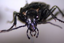 Coleoptera – Adephaga – UNBC BIOL 322, Entomology