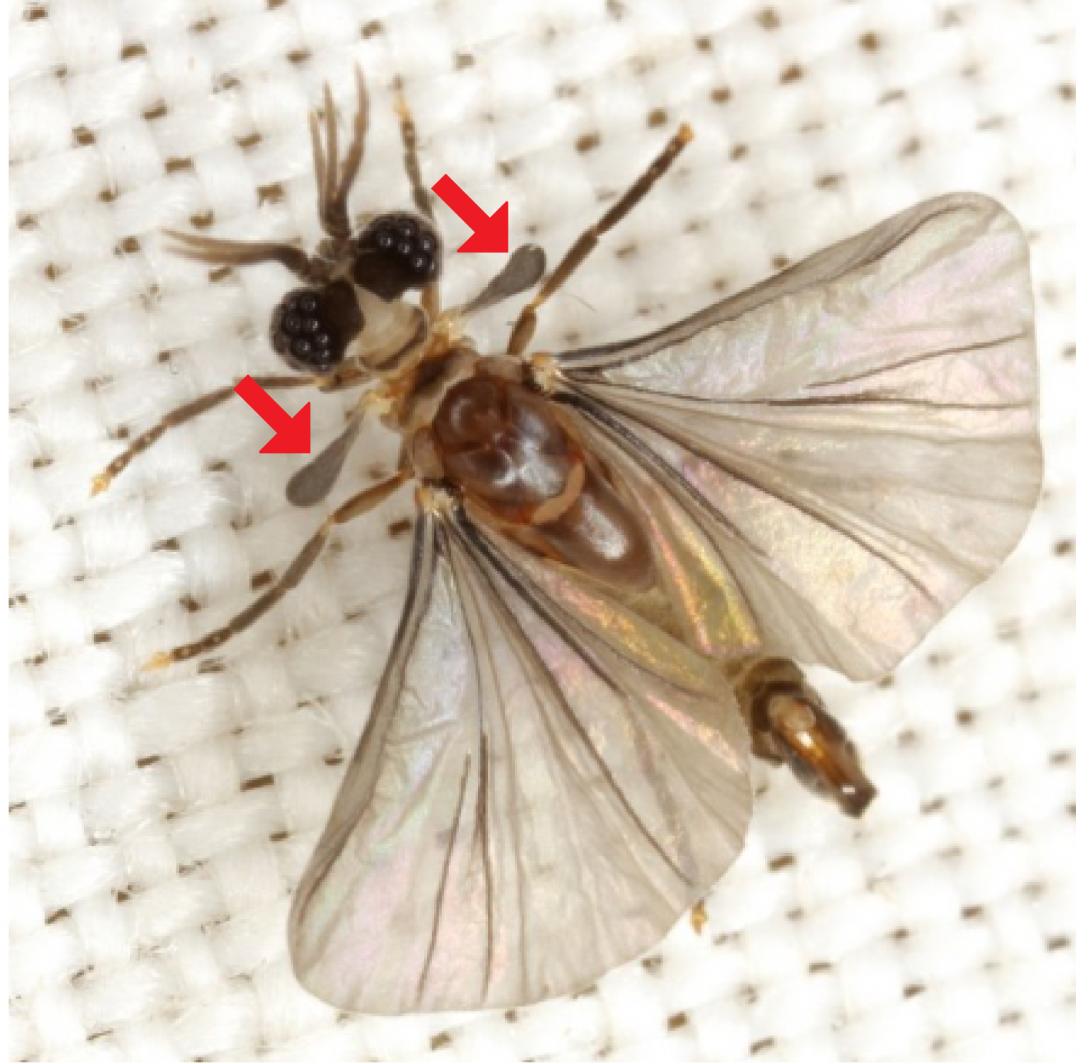 Strepsiptera – UNBC BIOL 322, Entomology