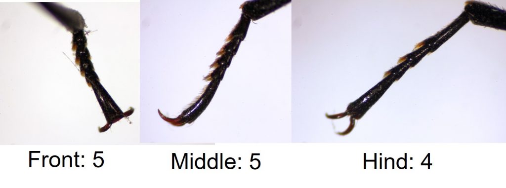 Coleoptera – Introduction – UNBC BIOL 322, Entomology