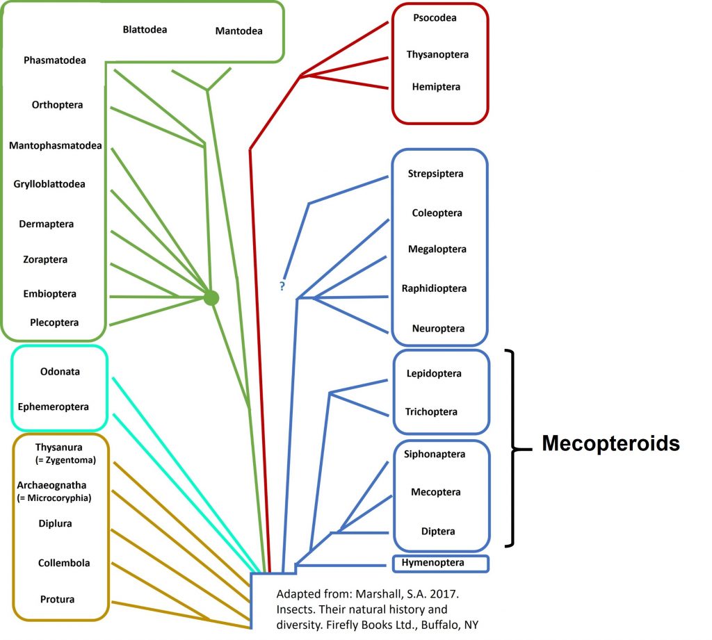 Introduction – UNBC BIOL 322, Entomology
