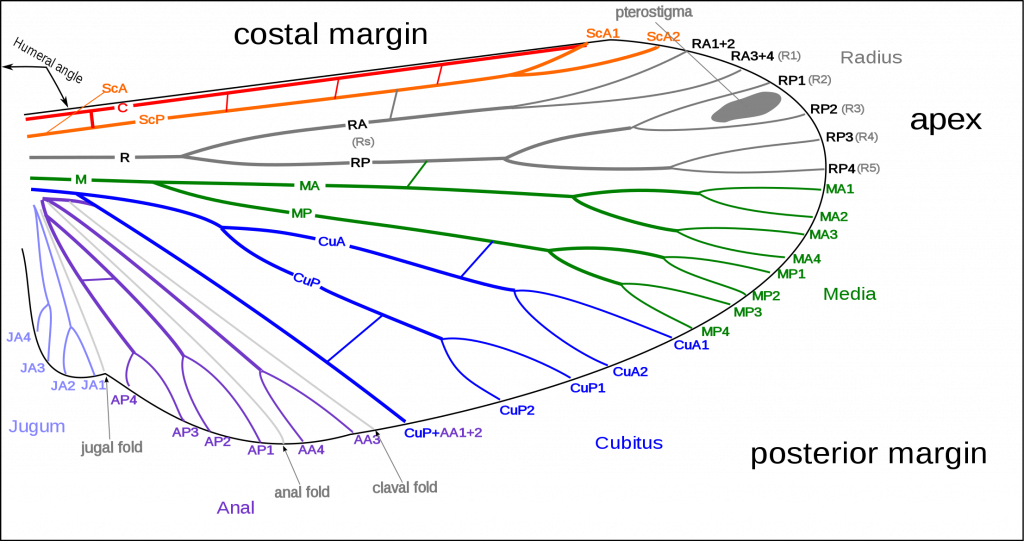 Lepidoptera – Introduction – UNBC BIOL 322, Entomology