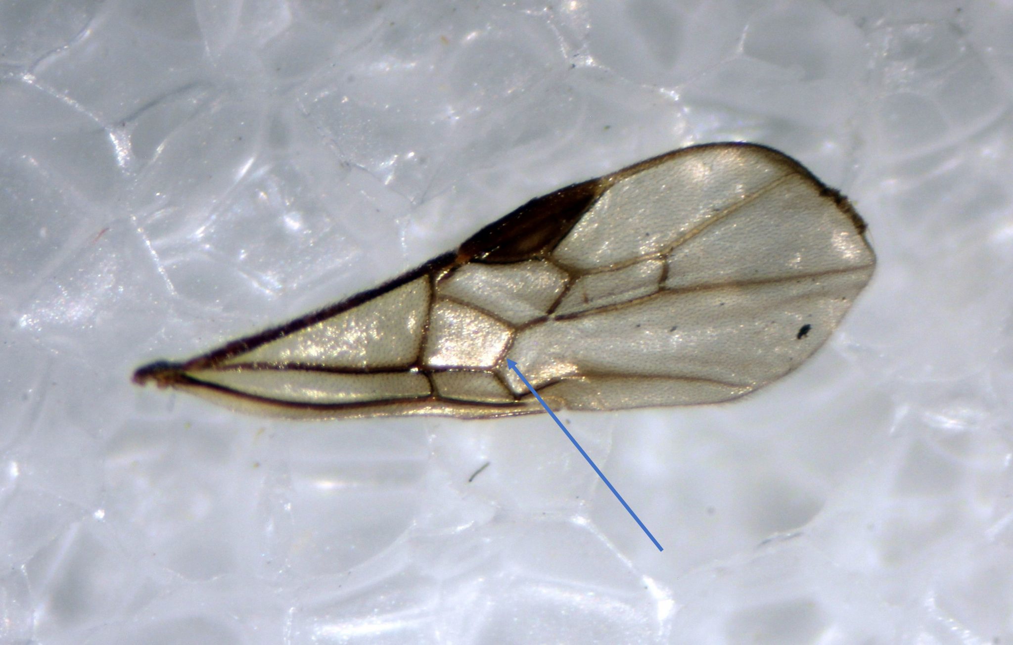 Some Key Characteristics – UNBC BIOL 322, Entomology