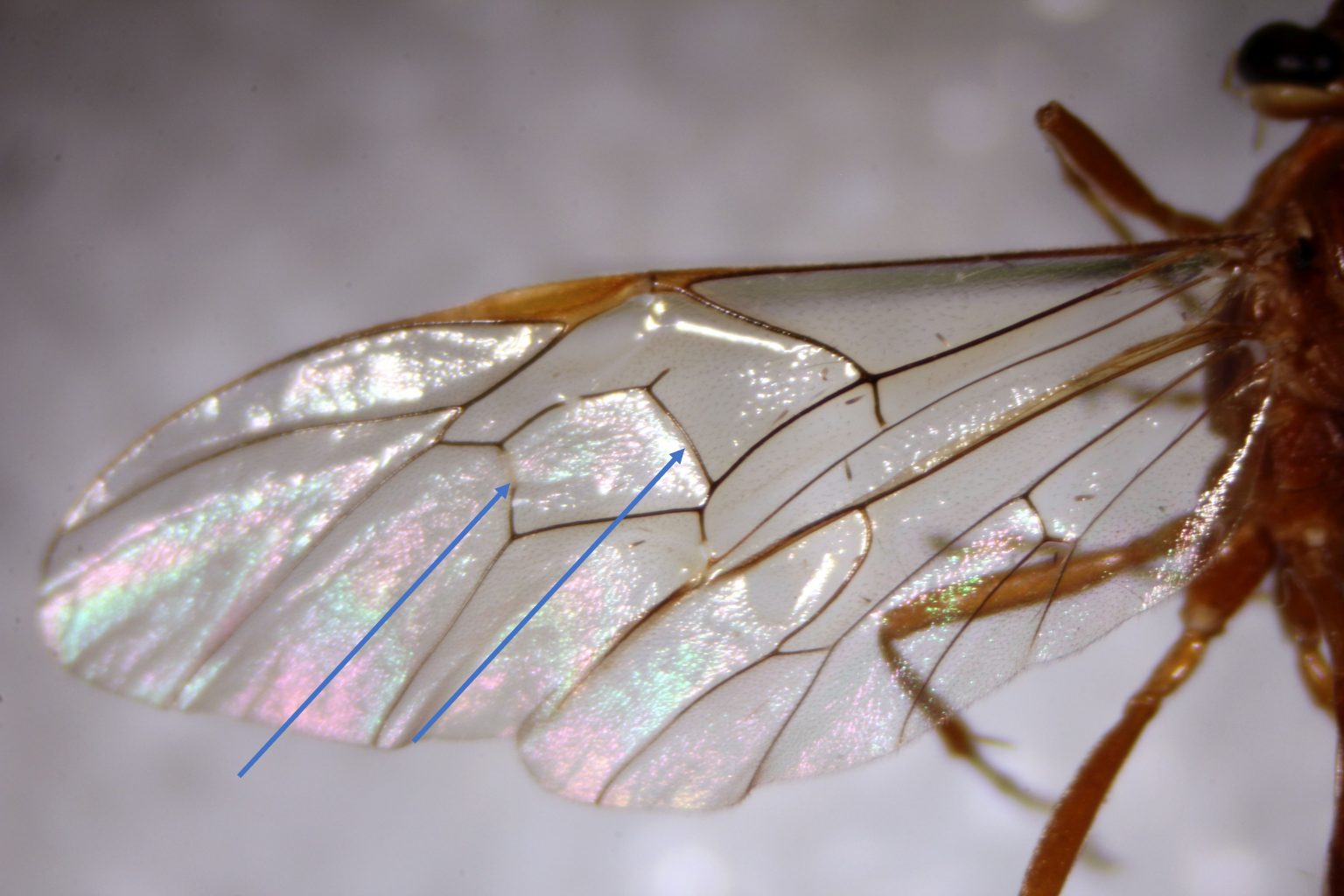 Some Key Characteristics – UNBC BIOL 322, Entomology