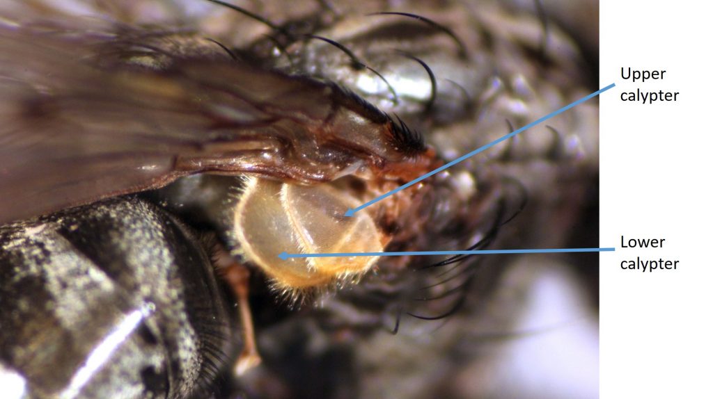 Diptera – Introduction – UNBC BIOL 322, Entomology