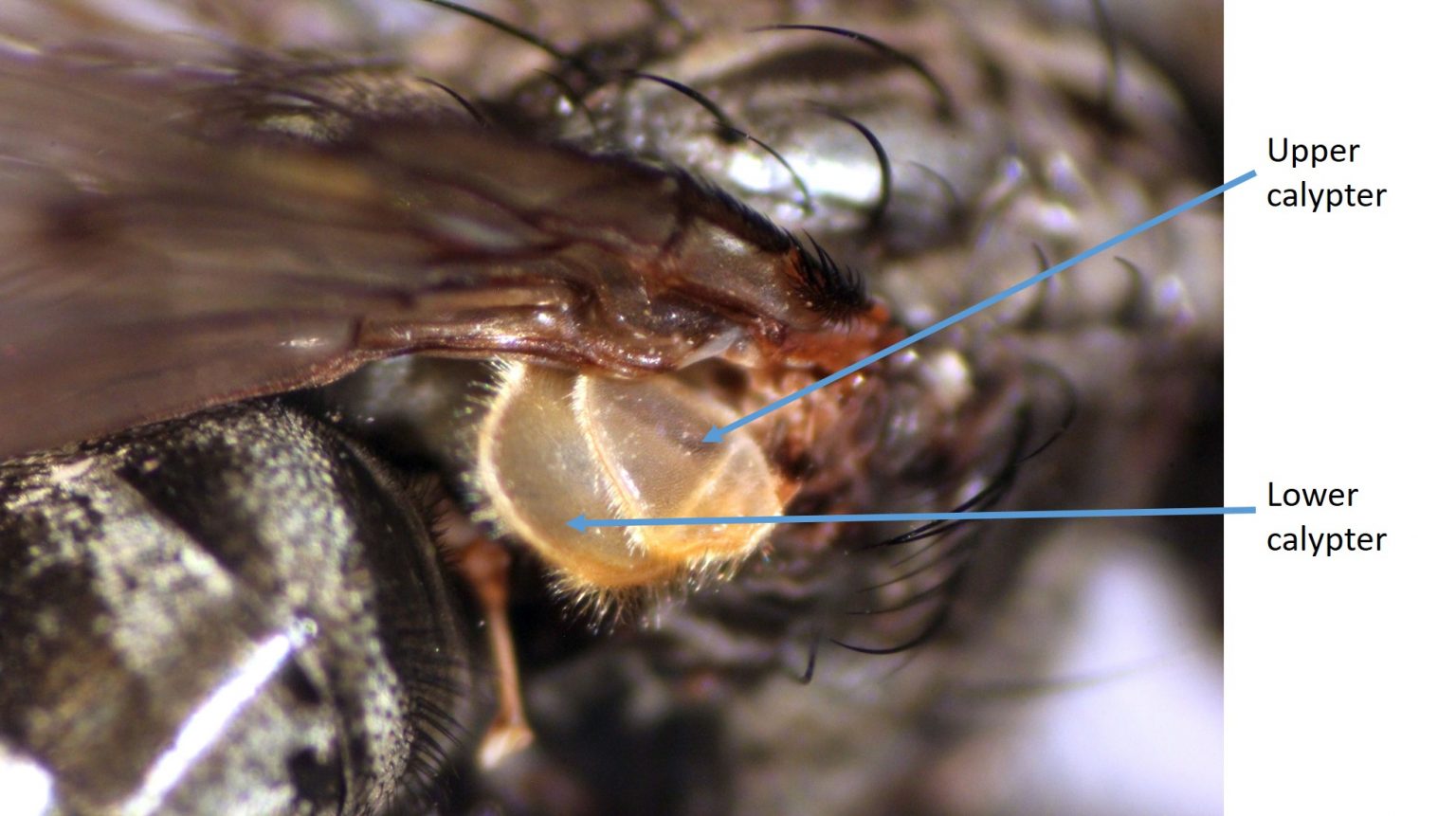 Diptera – Introduction – UNBC BIOL 322, Entomology