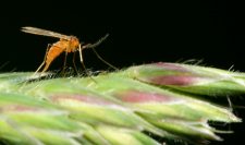 Diptera – Nematocera – UNBC BIOL 322, Entomology