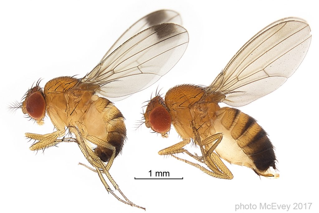 Diptera – Brachycera – Muscomorpha – UNBC BIOL 322, Entomology