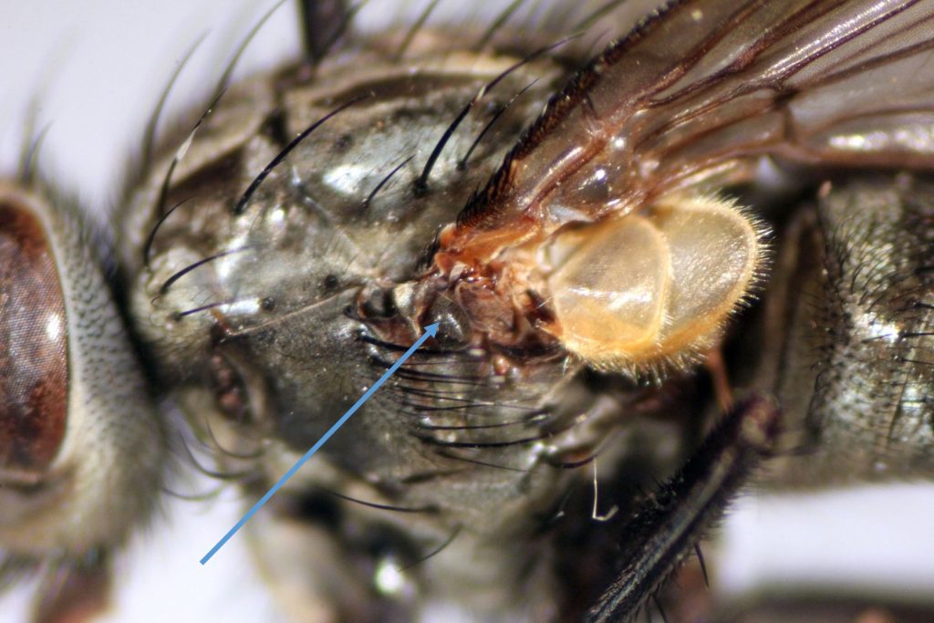 Diptera – Introduction – UNBC BIOL 322, Entomology