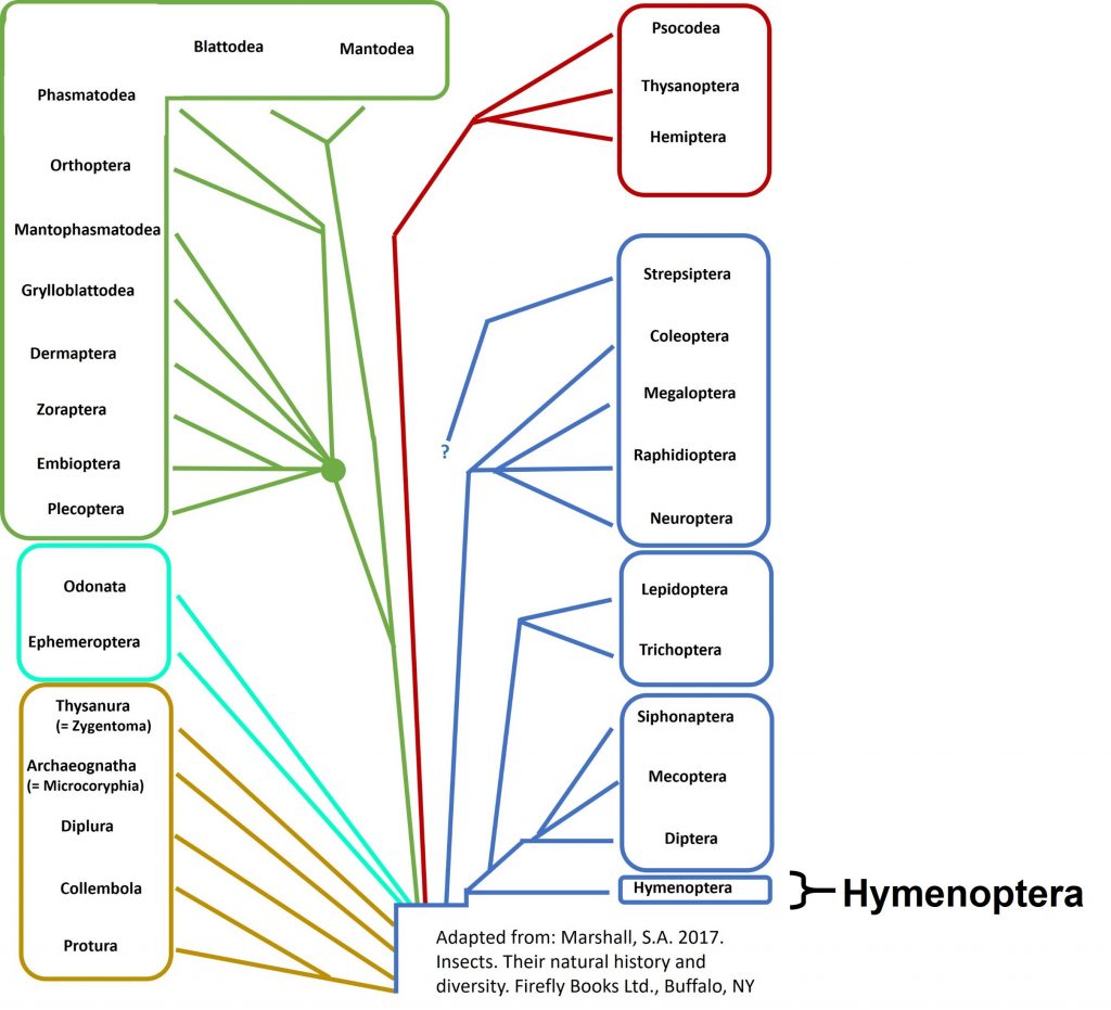 Introduction – UNBC BIOL 322, Entomology