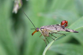 Mecoptera – UNBC BIOL 322, Entomology