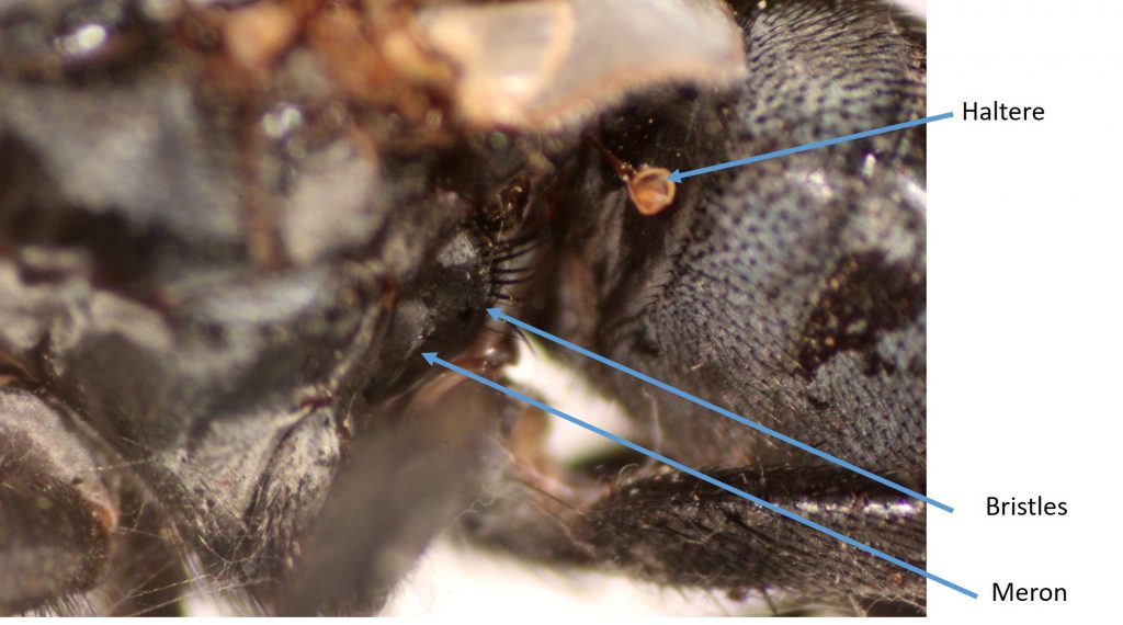 Diptera – Introduction – UNBC BIOL 322, Entomology